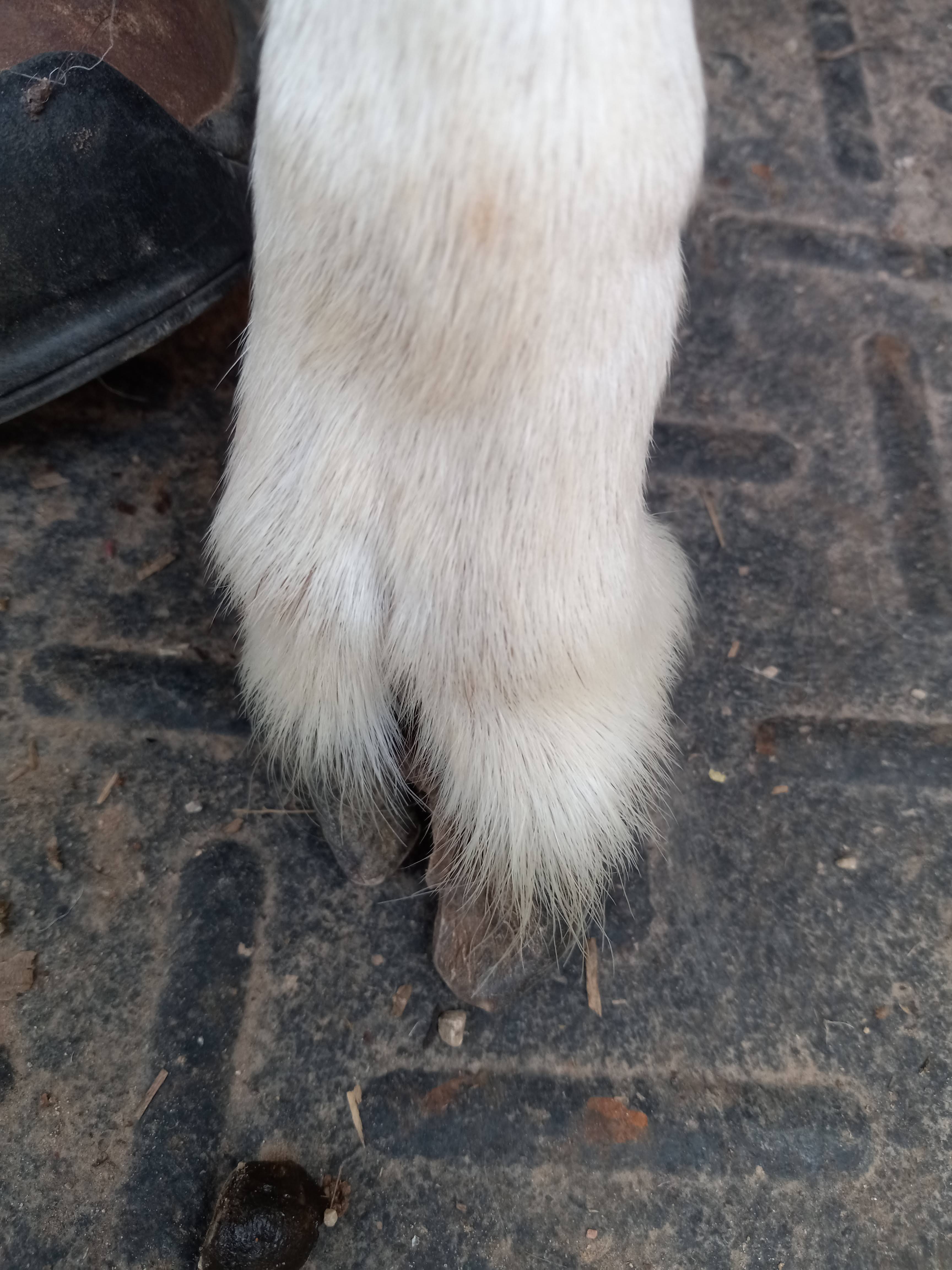 Trimming Toes – Granny's Homestead