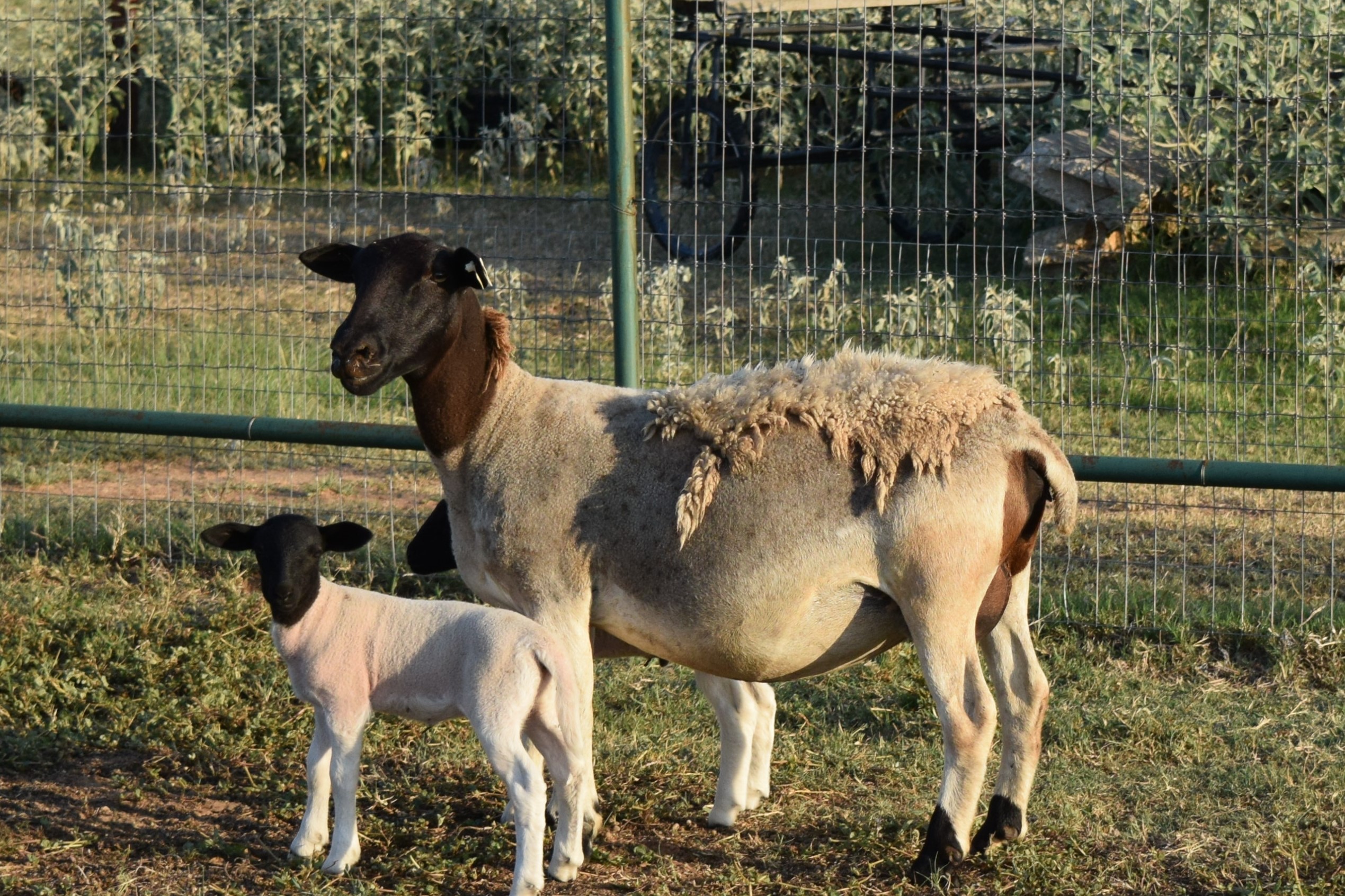 Determining Age of a Sheep – Granny's Homestead