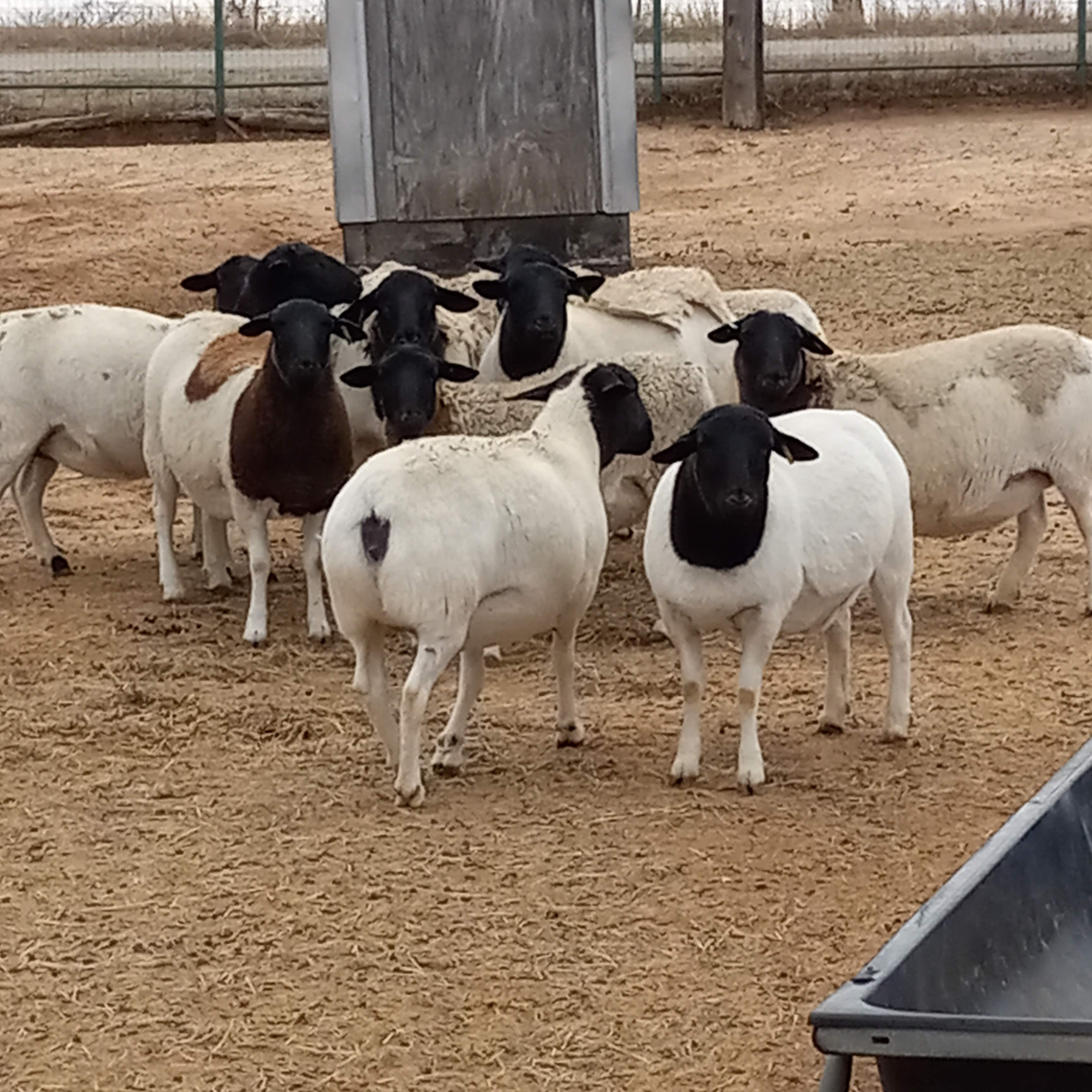 Selling Sheep – Granny's Homestead