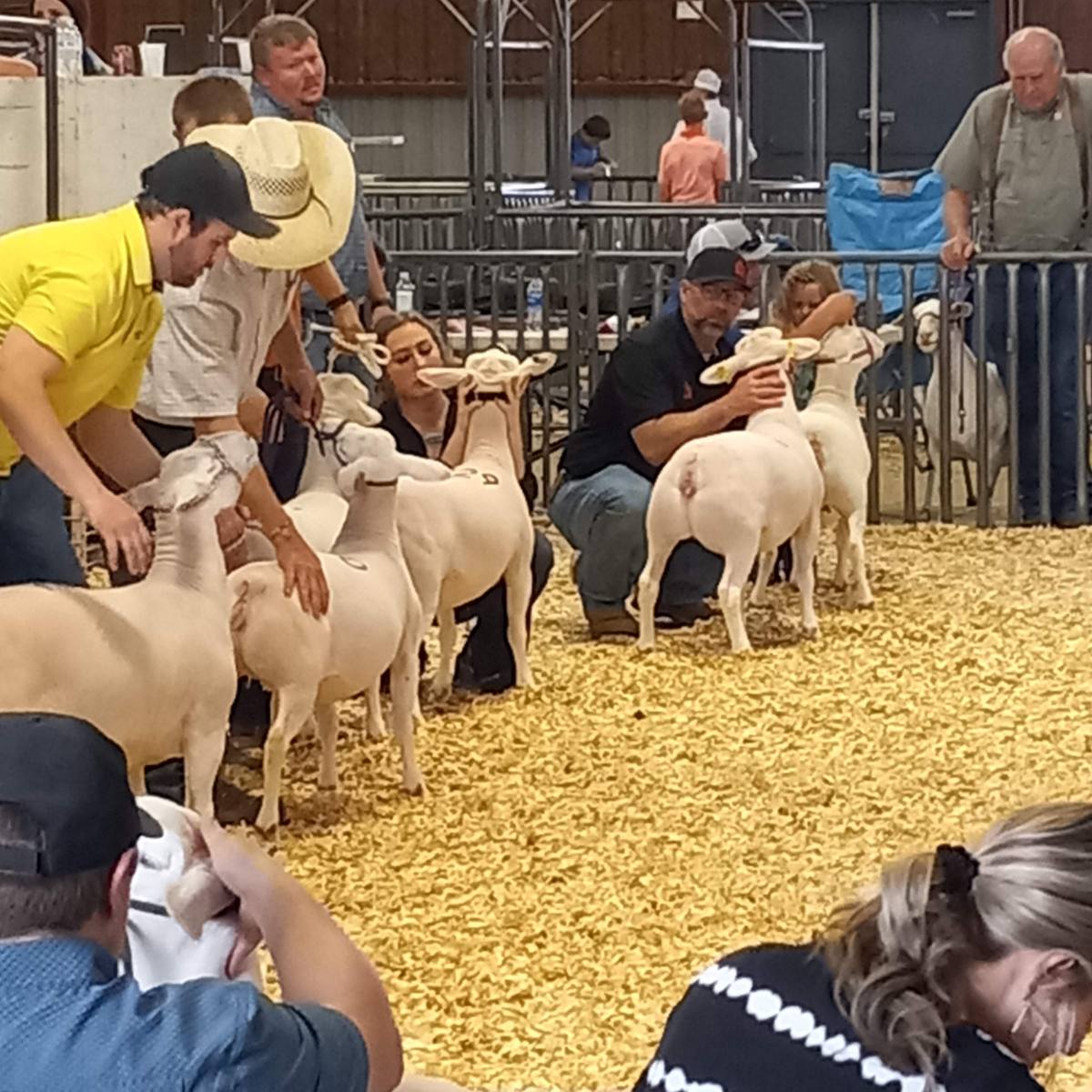 Evaluating Sheep Together – Granny's Homestead